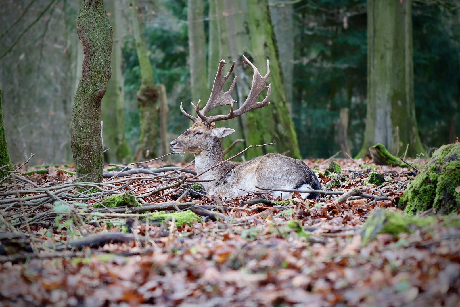 5 Core Traits for New Hunters Succeeding at Deer Hunts – The Outdoors Quest